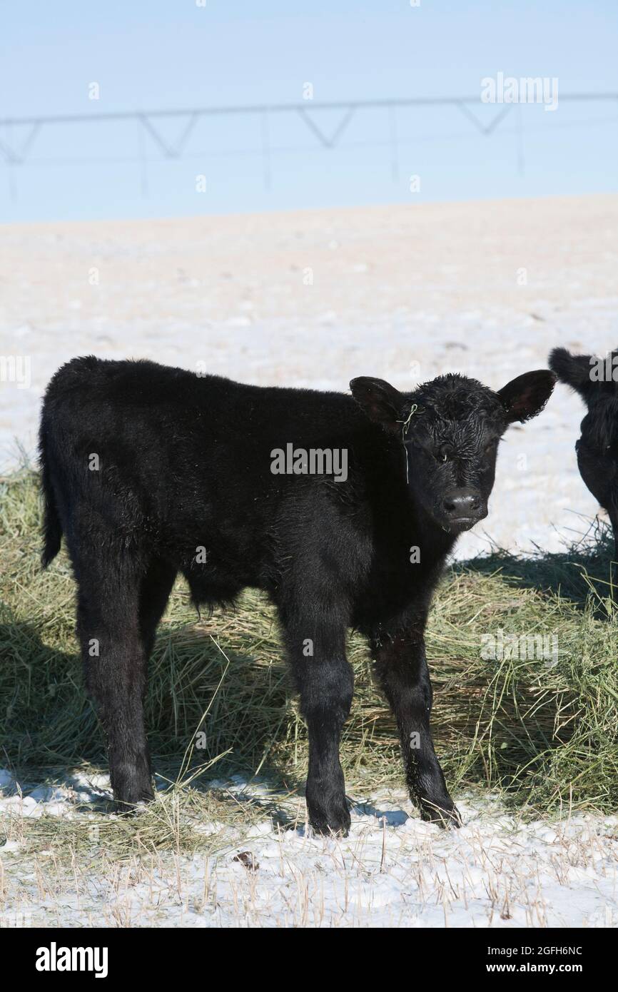 A black Angus calf stands by a mound of hay Stock Photo - Alamy