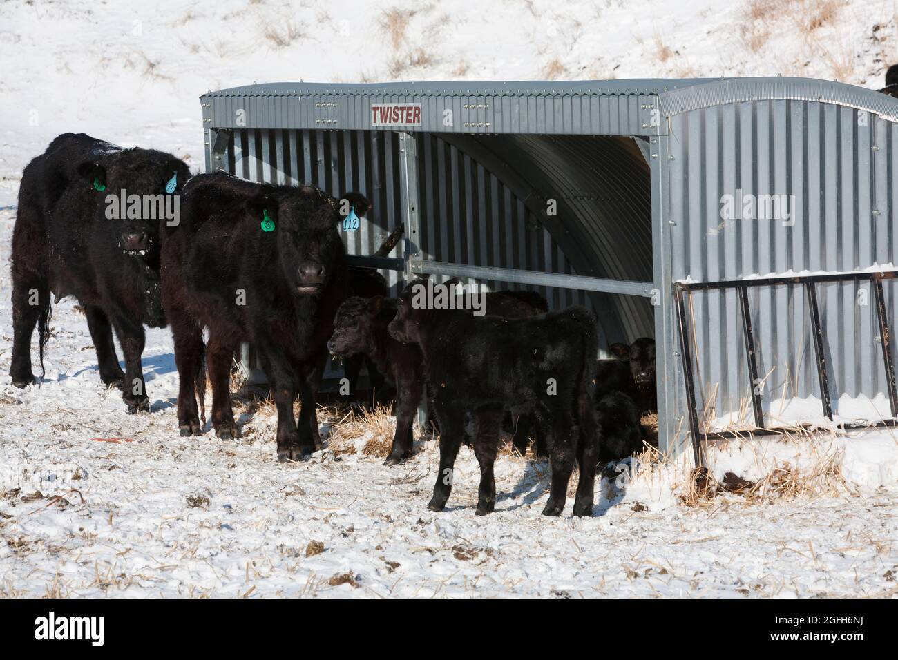 Black Angus cows and calves crowd aroung a warmin shelter in a snowy ...