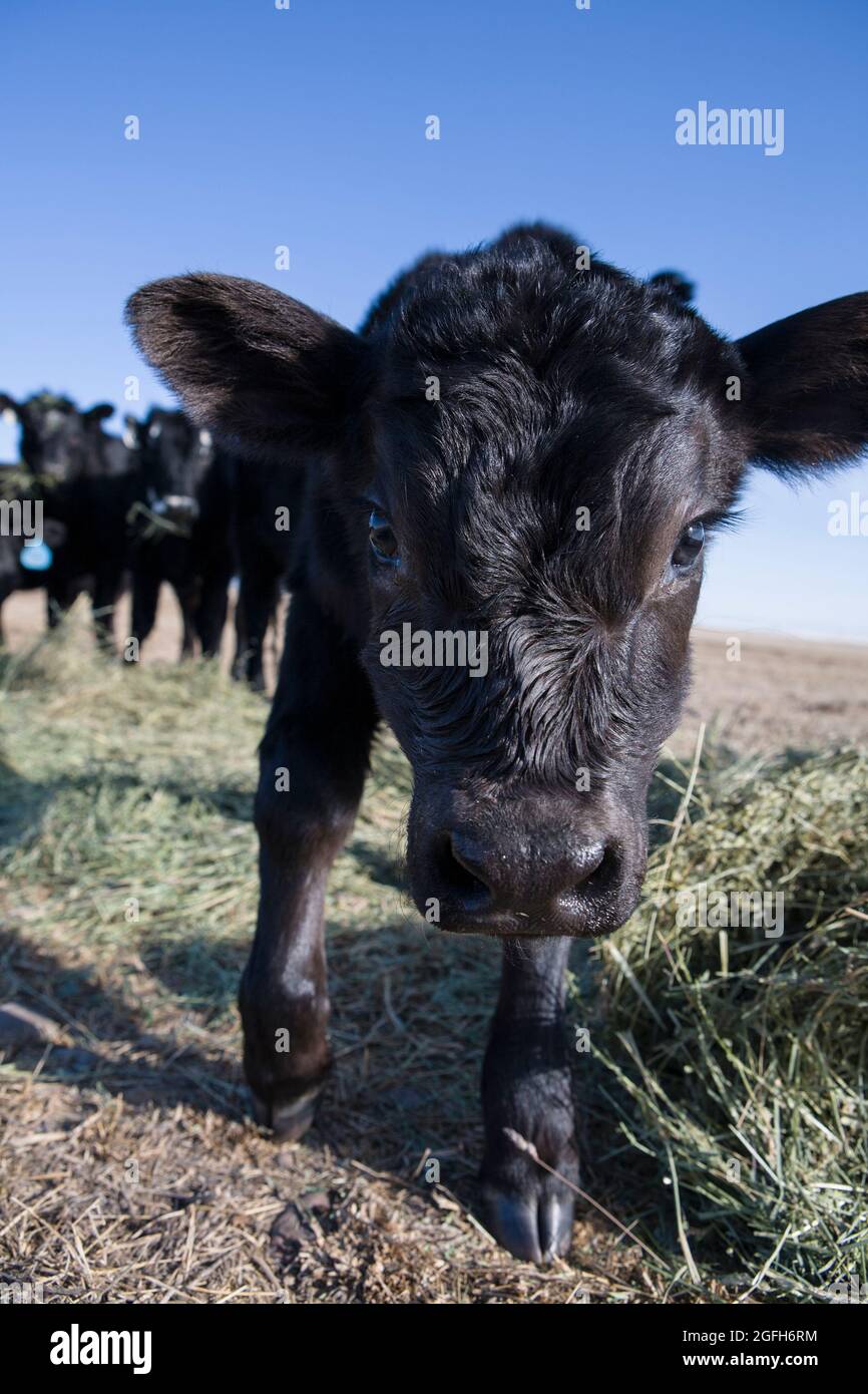 A curious black Angus calf gets up close and personal, Kipp Ranch, MT ...
