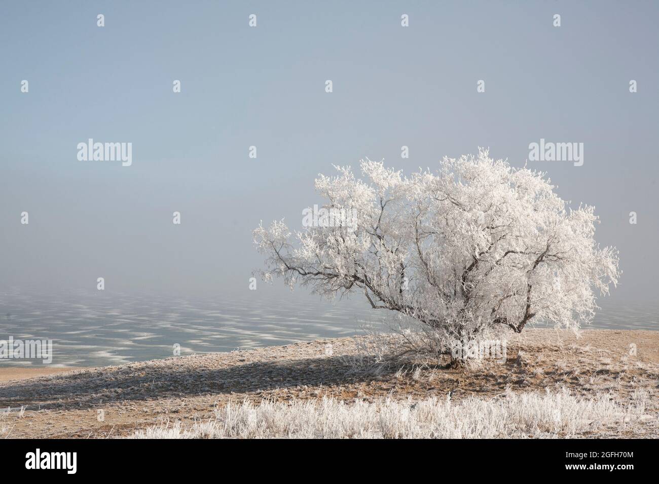 Moisture from reservoir coats Russian olive tree with lacy mat of ...