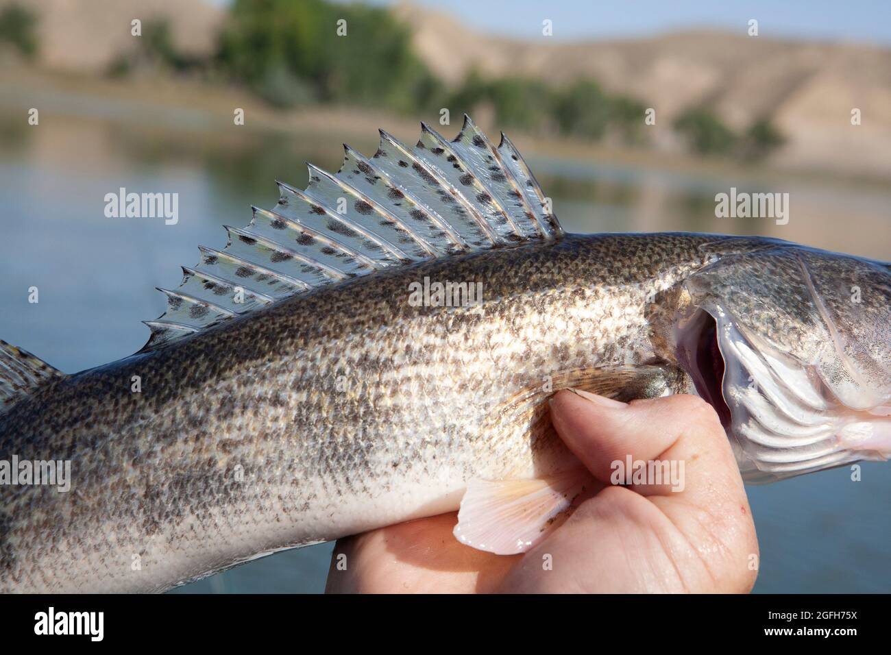 Sauger Fish Teeth