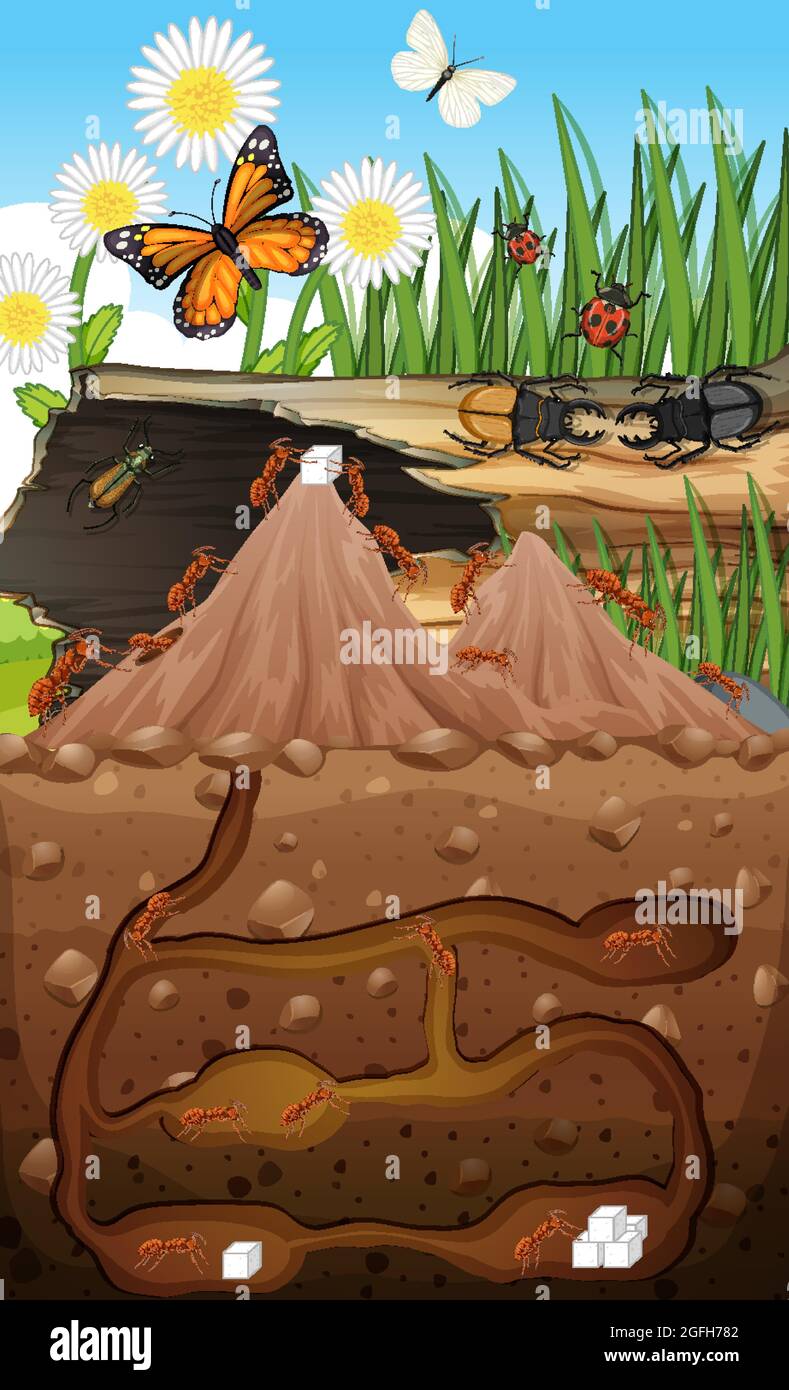 Underground animal burrow with ant family illustration Stock Vector Image & Art - Alamy