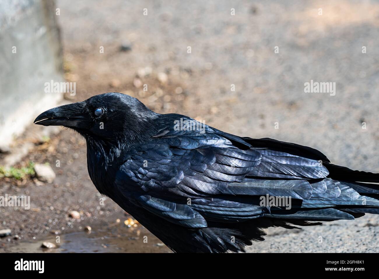 An American Crow in Grand Canyon National Park, Arizona Stock Photo - Alamy