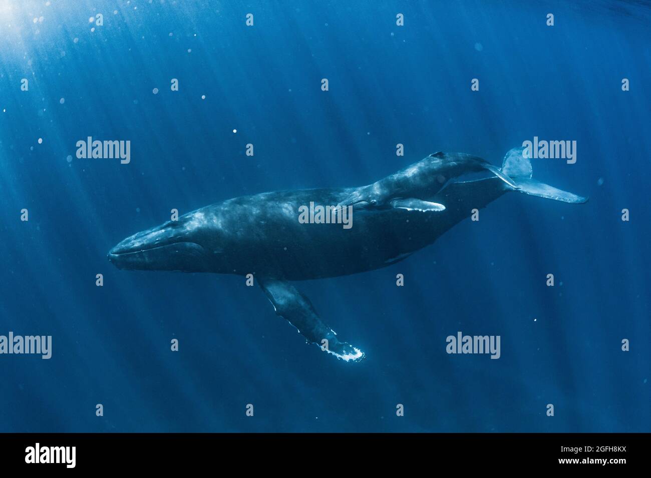 Blue whale blubber hi-res stock photography and images - Alamy