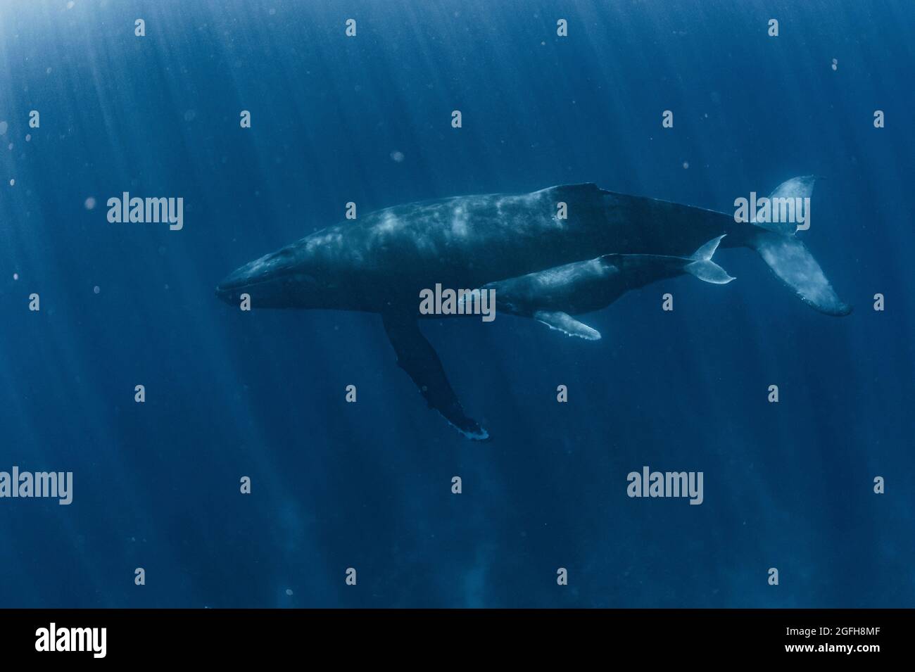 Blue whale blubber hi-res stock photography and images - Alamy