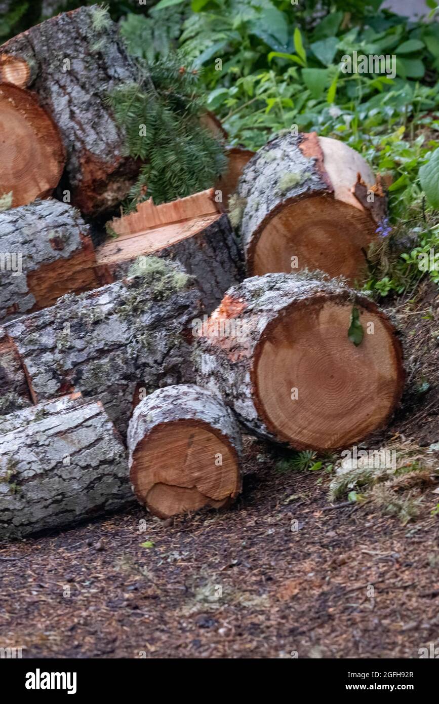 close up of pile of cedar rounds ready to be chopped and stacked Stock ...