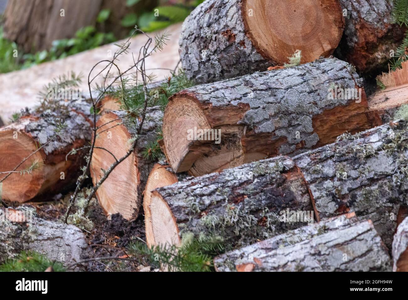 Cedar bark harvest hi-res stock photography and images - Alamy