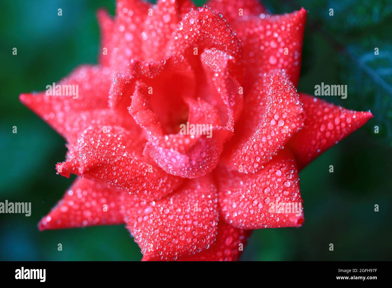 Red roses in the garden Stock Photo - Alamy