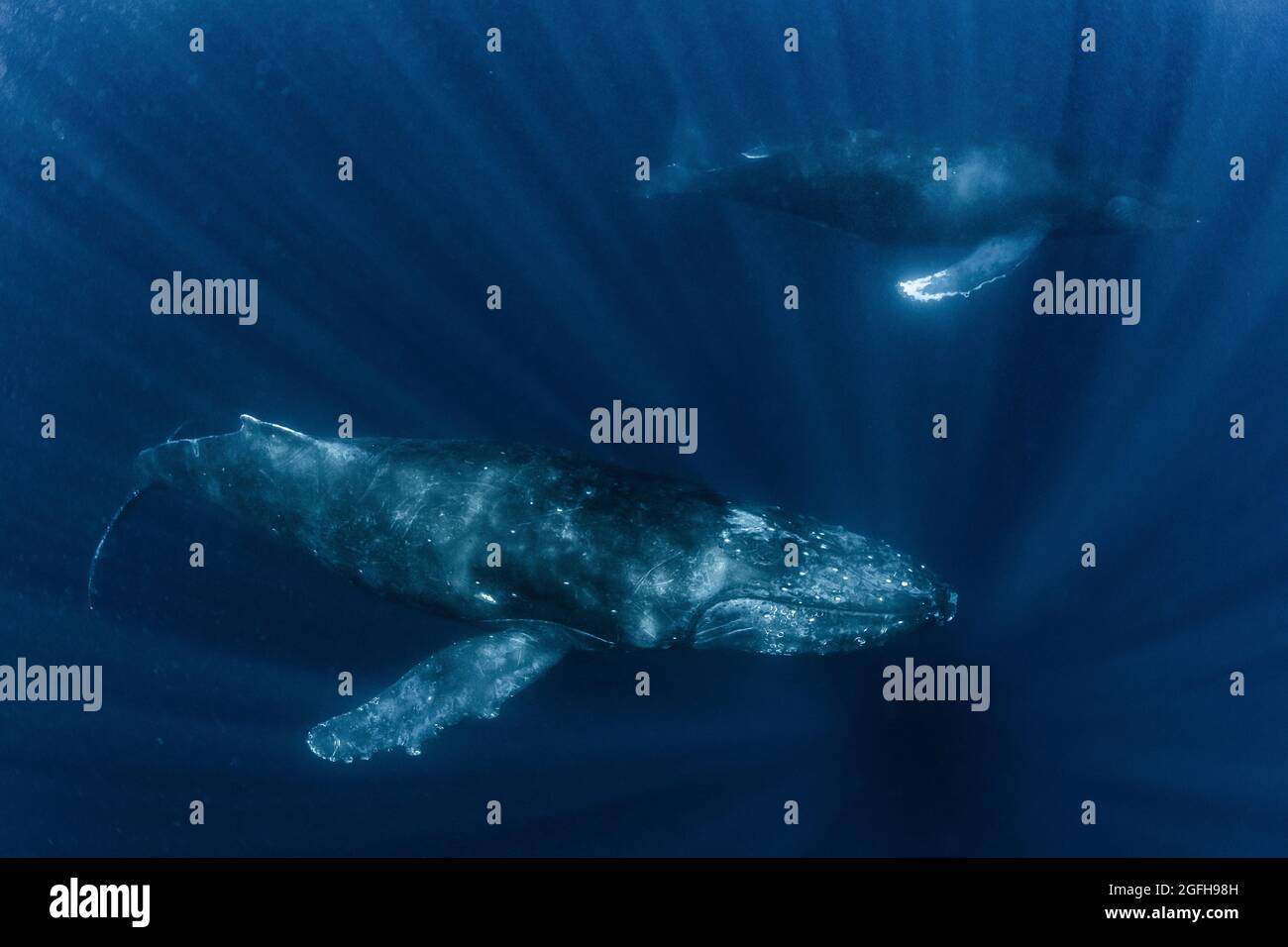 Blue whale blubber hi-res stock photography and images - Alamy