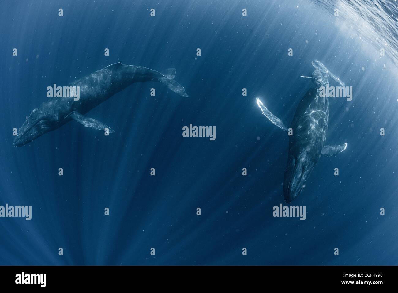 Blue whale blubber hi-res stock photography and images - Alamy