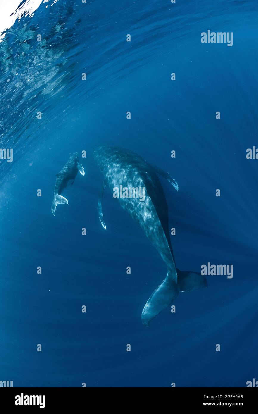 Blue whale blubber hi-res stock photography and images - Alamy