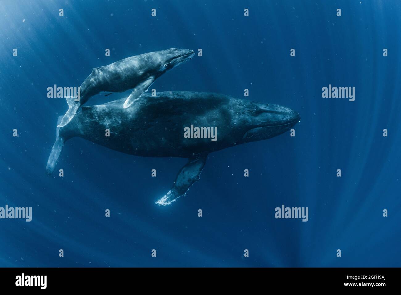Blue whale breathe hi-res stock photography and images - Alamy
