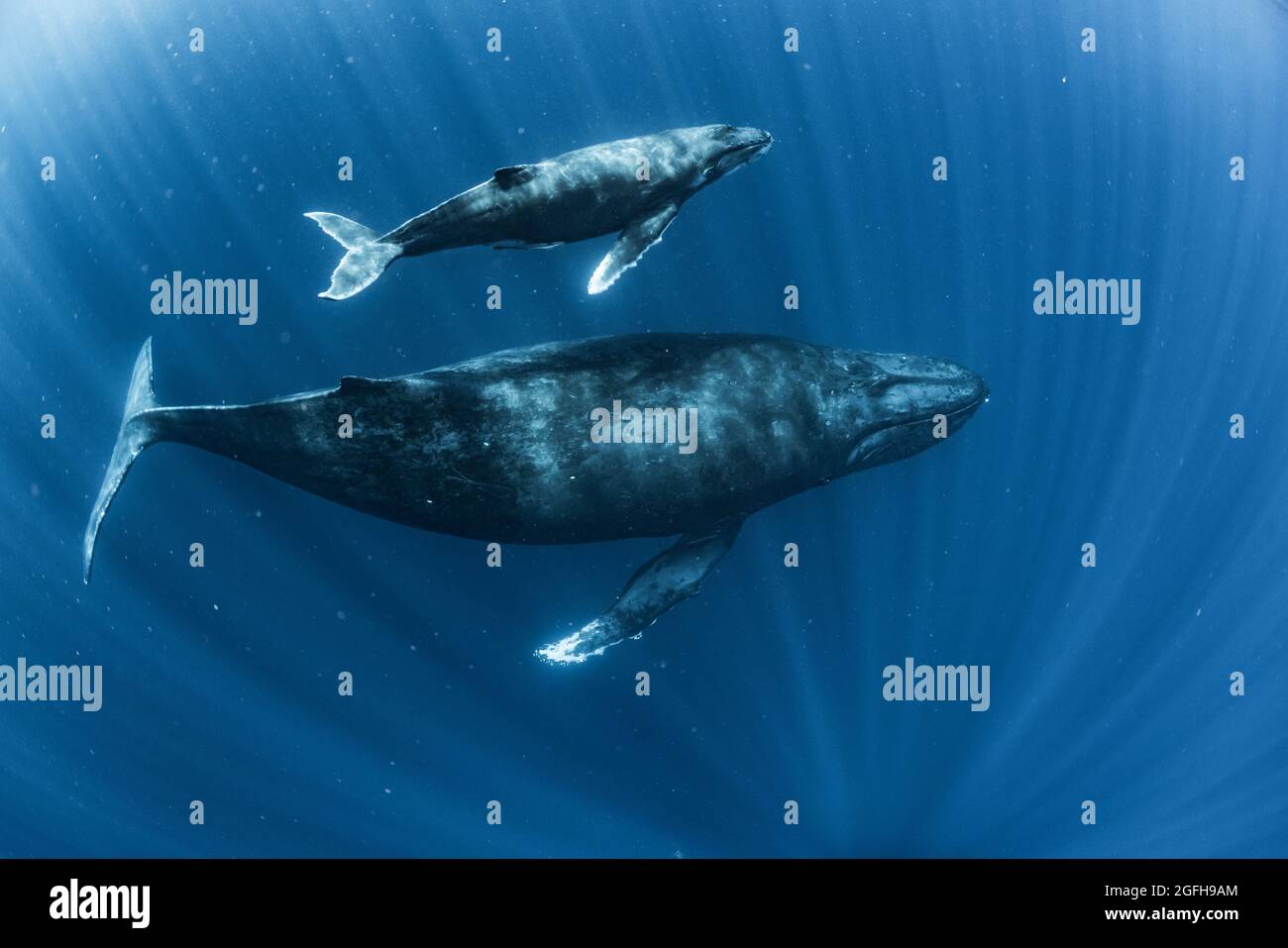 Blue whale blubber hi-res stock photography and images - Alamy