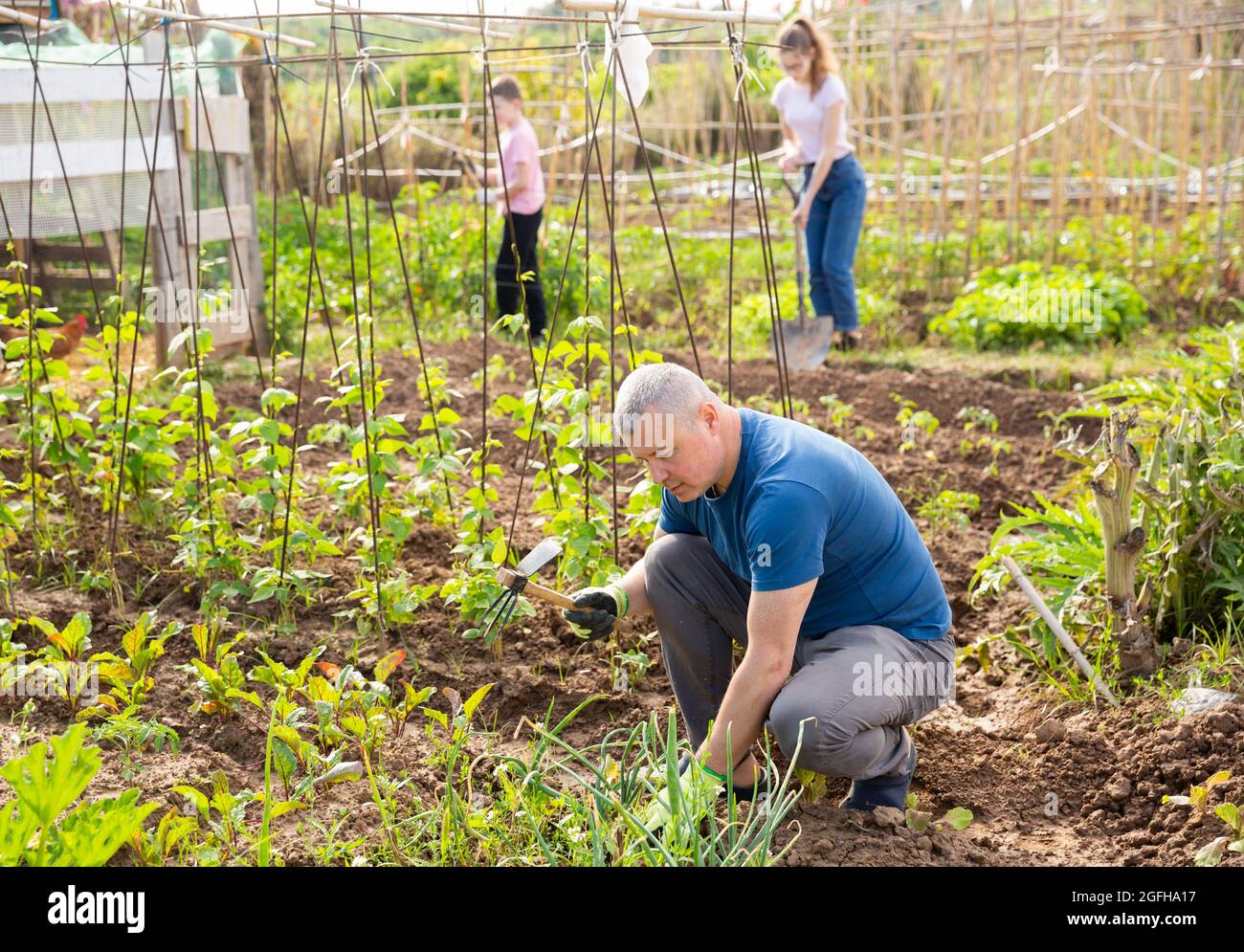 Amateur gardener weeding with hoe on vegetable garden Stock Photo - Alamy