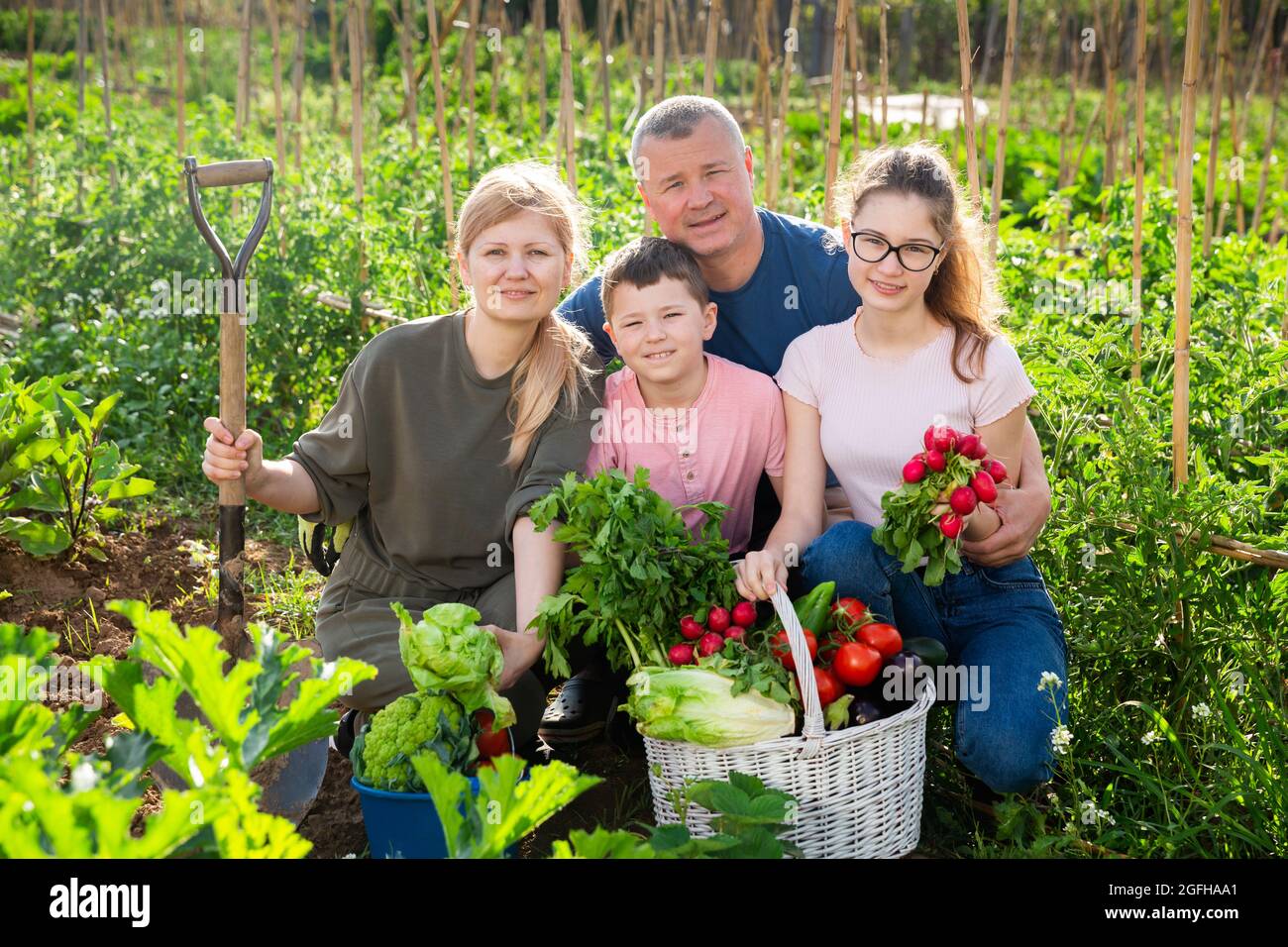 Happy family of four with basket of ripe vegetables on field Stock ...