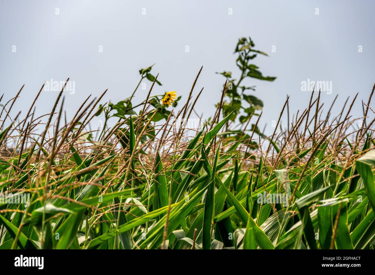 herbicide resistant weeds against the skyline above a field of tasseled ...