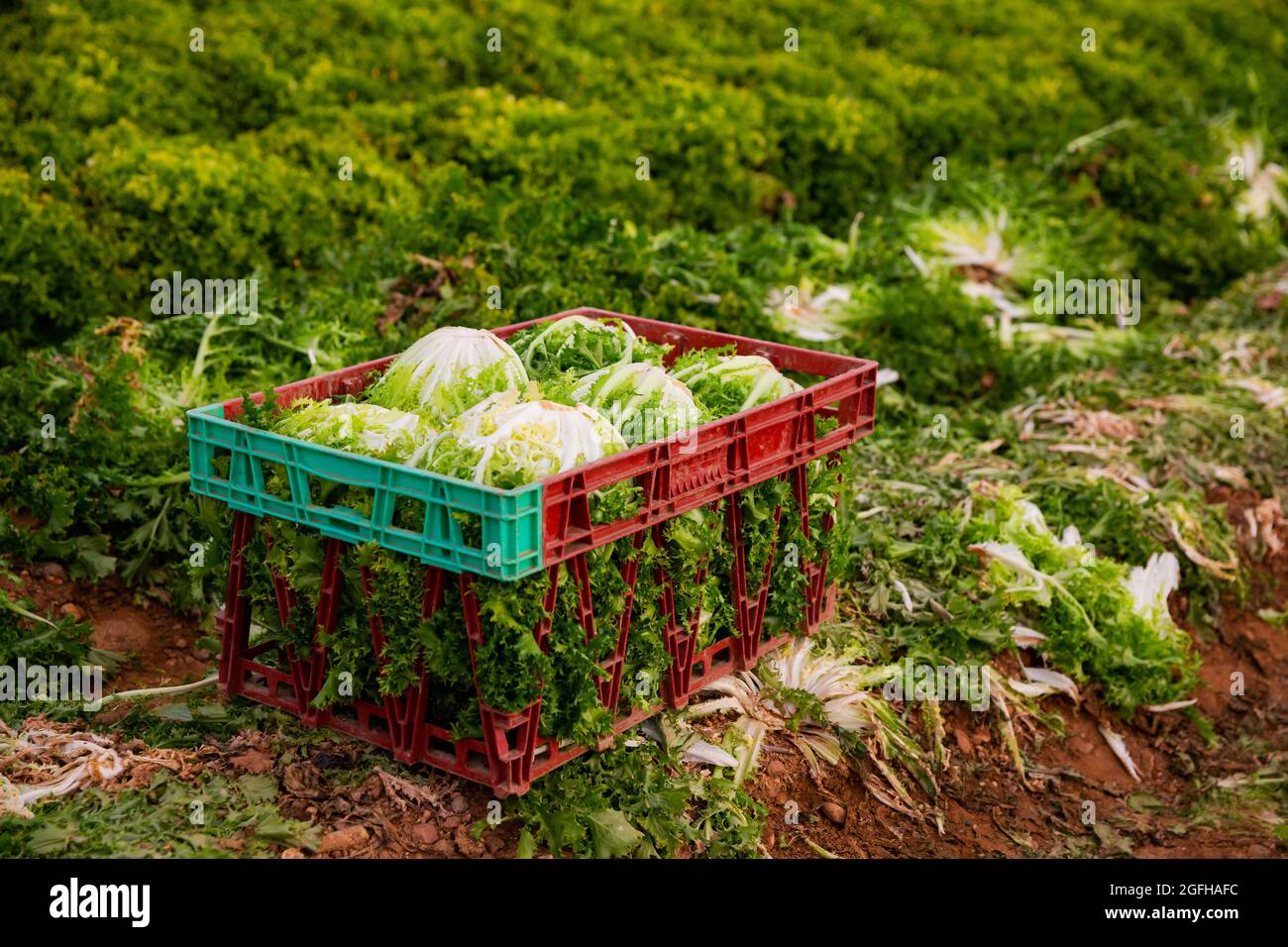 Freshly harvested frisee in plastic box Stock Photo - Alamy