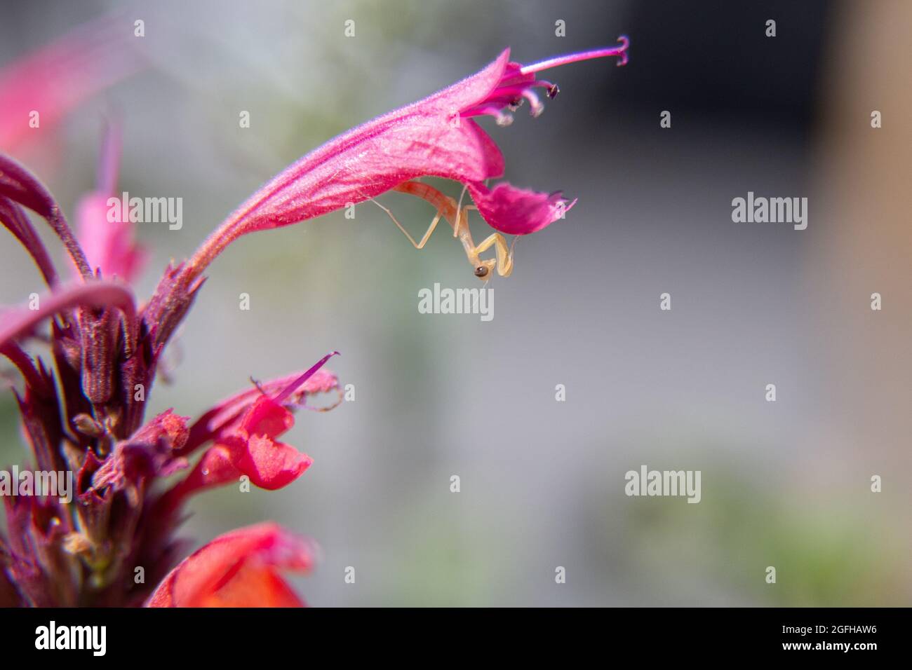A newly hatched praying mantis nymph hanging from a humming bird mint ...