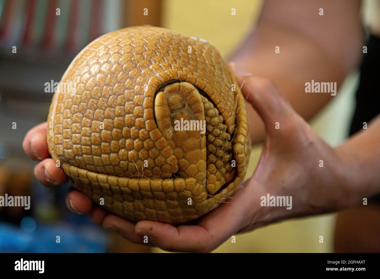Armadillo Ball at Angeline Barron blog