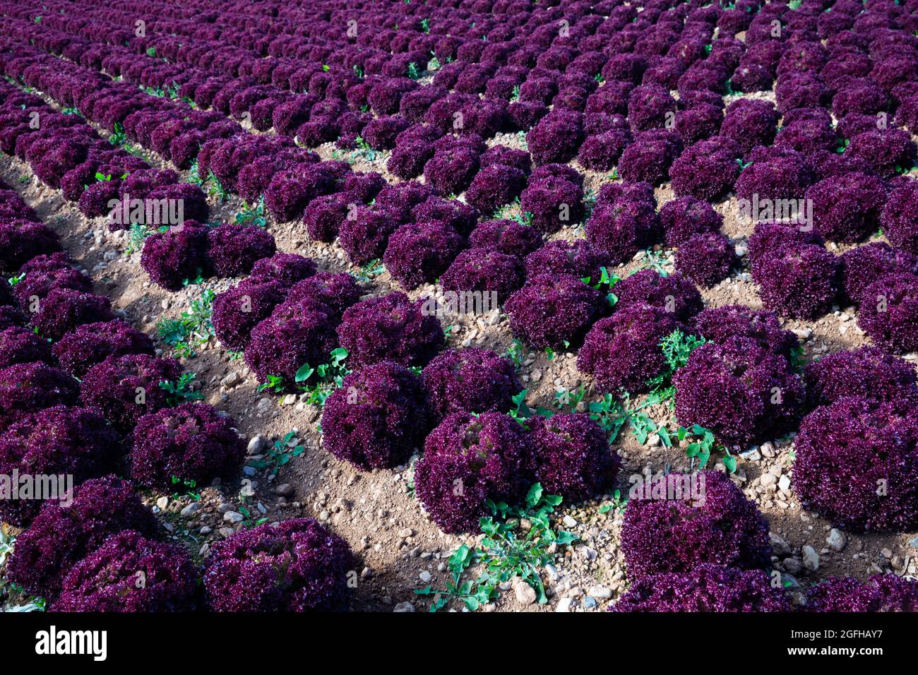 Red lettuce plant in farm field Stock Photo - Alamy