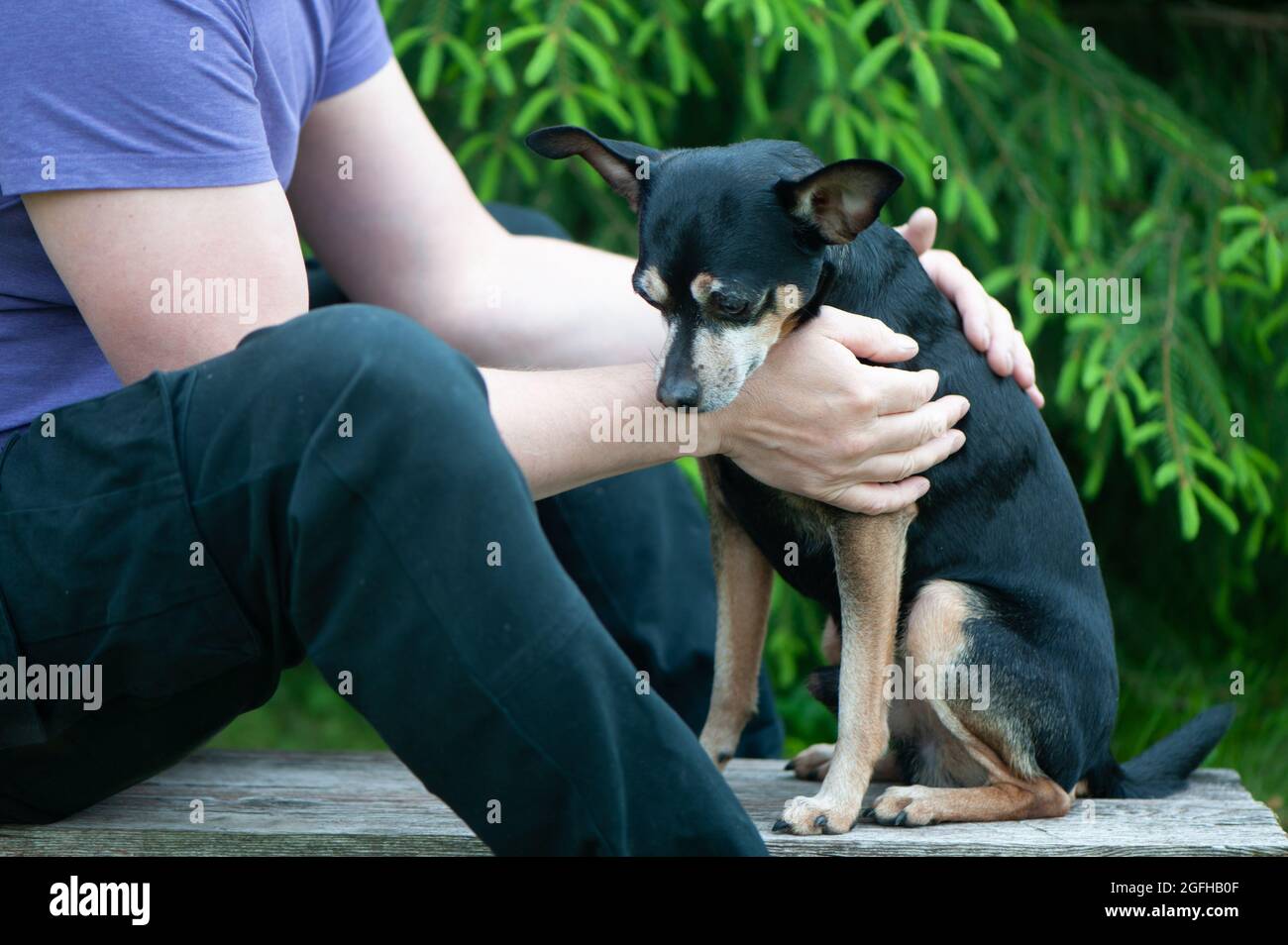 Dog playing with a man, the concept of friendship and love of people ...