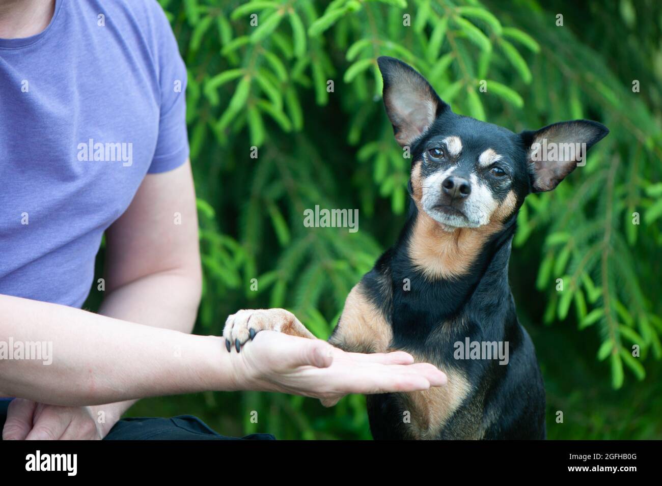 Dog playing with a man, the concept of friendship and love of people ...