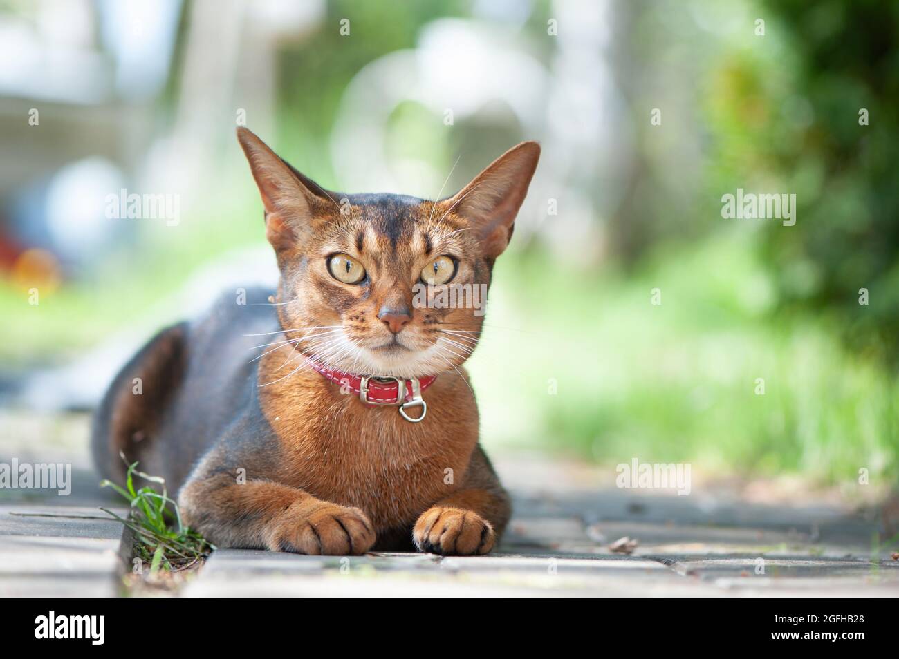 Beautiful Abyssinian cat in a collar, close-up portrait, gracefully ...