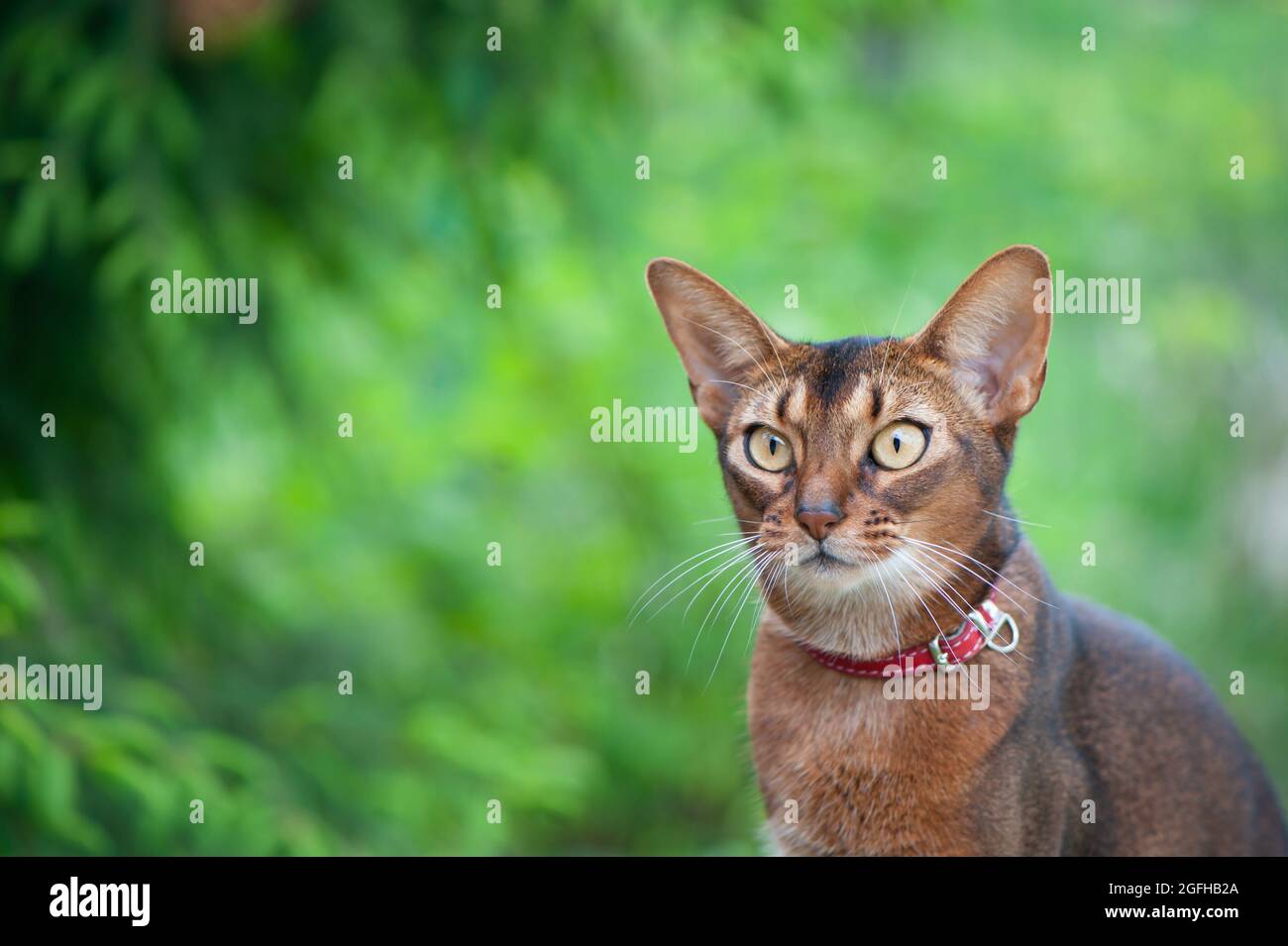 Portrait of a very beautiful Abyssinian cat in nature. Space for text ...