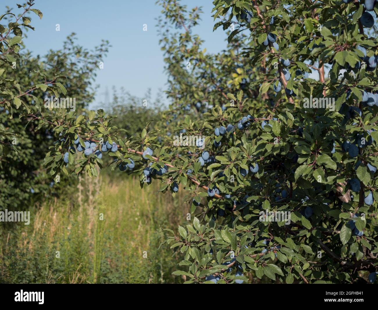 Plum with a stem and a leaf hi-res stock photography and images - Alamy