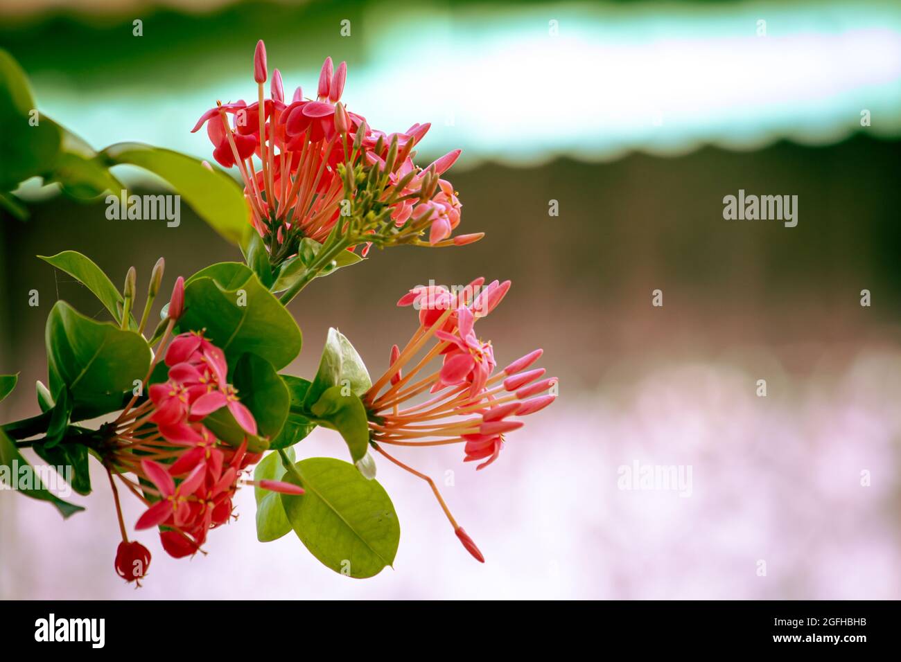 Beautiful view of Ixora coccinea flowering plant. Also known as jungle ...