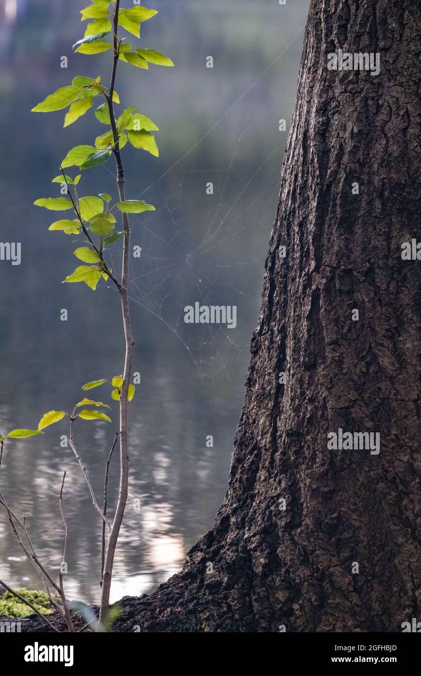 small tree growing out of the rootbase of a pine tree in front of a ...