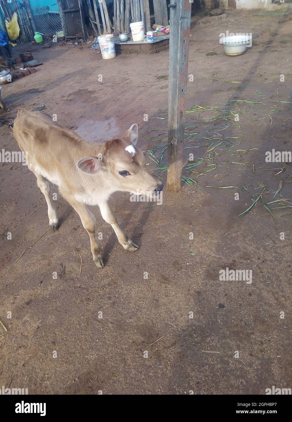 Moo symbol hi-res stock photography and images - Alamy