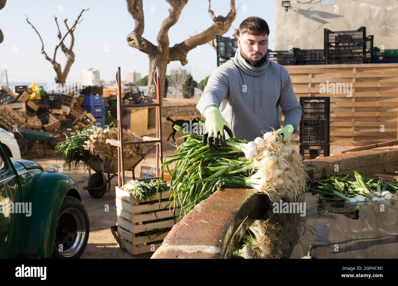 Young farm worker washing green spring onions Stock Photo - Alamy
