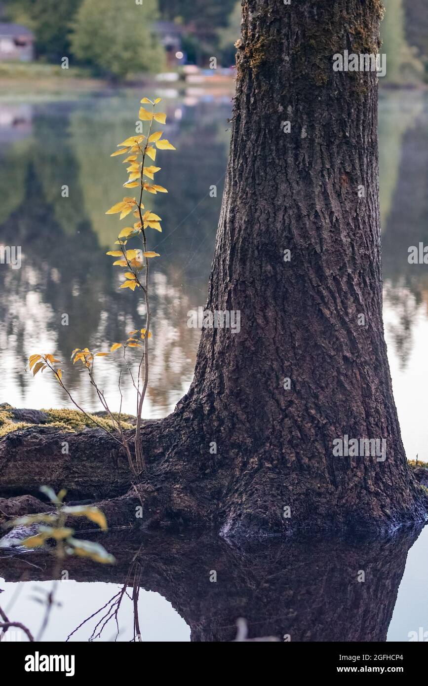 submerged root base of a pine tree growing out of a lake Stock Photo ...