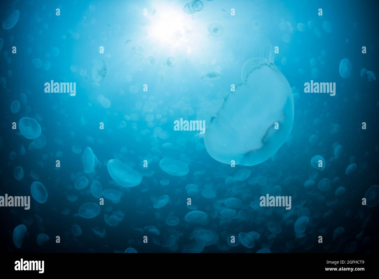 A school of Jellyfish Stock Photo - Alamy