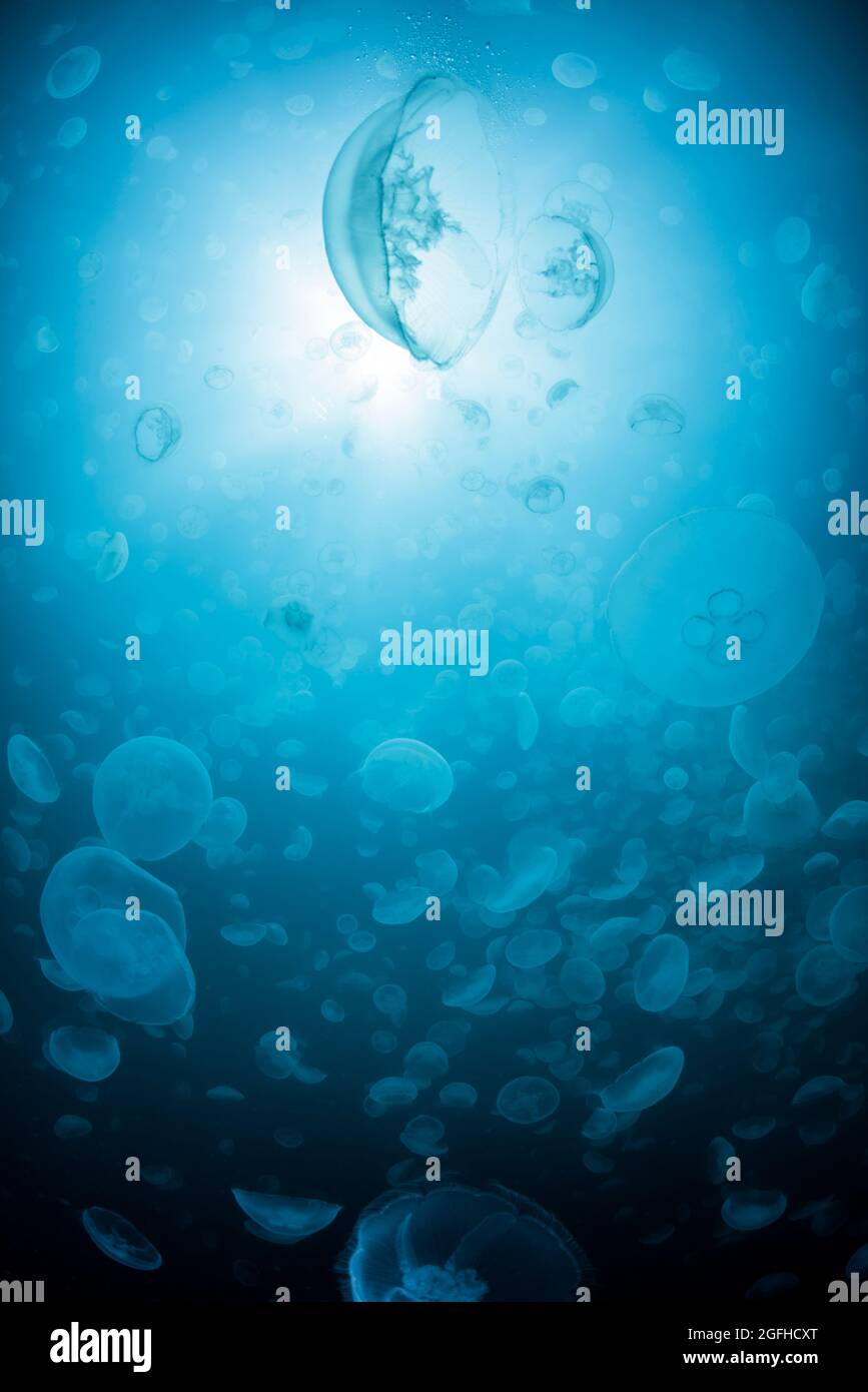 A school of Jellyfish Stock Photo - Alamy