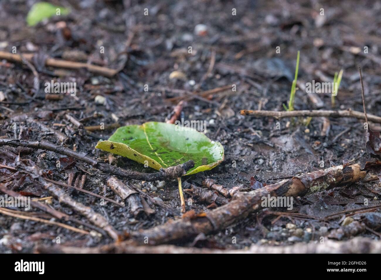 green leaf laying down on the ground with water pooling on it Stock ...