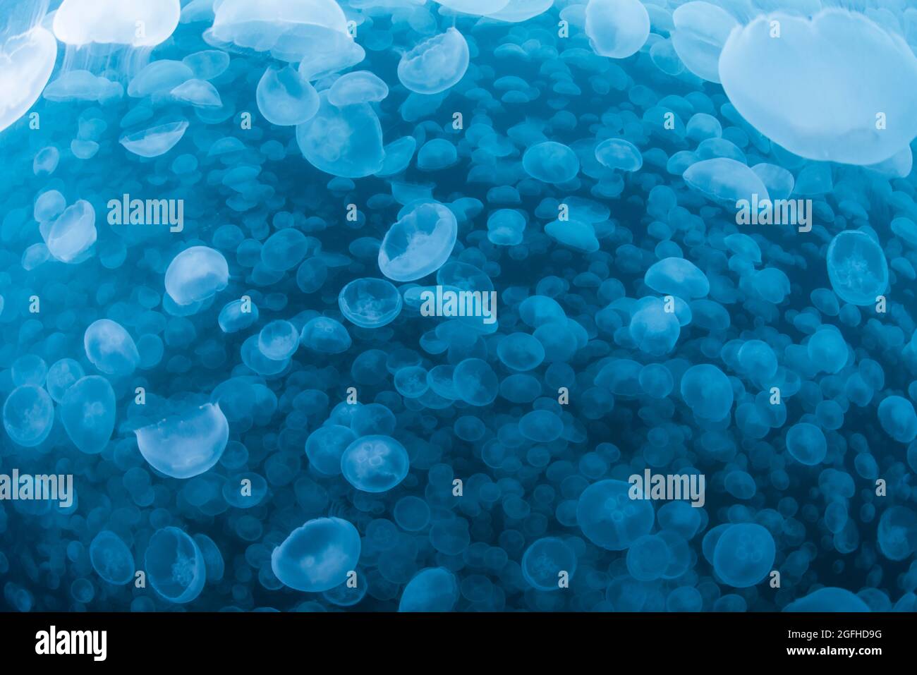 Species of jelly fish hi-res stock photography and images - Alamy