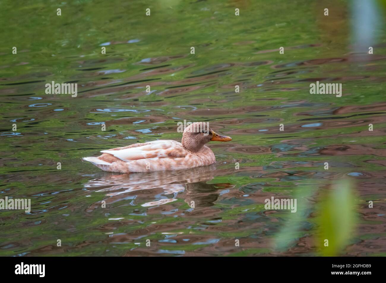 Yellow colored Mallard female Duck swims in the pond. Animal ...