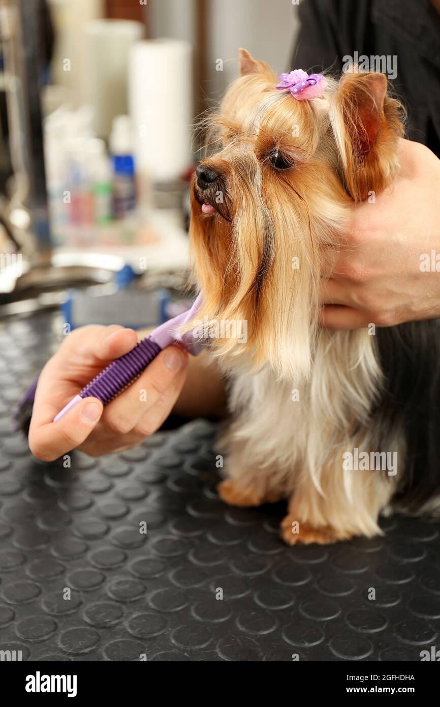 Canine hairdresser grooming dog in salon Stock Photo - Alamy