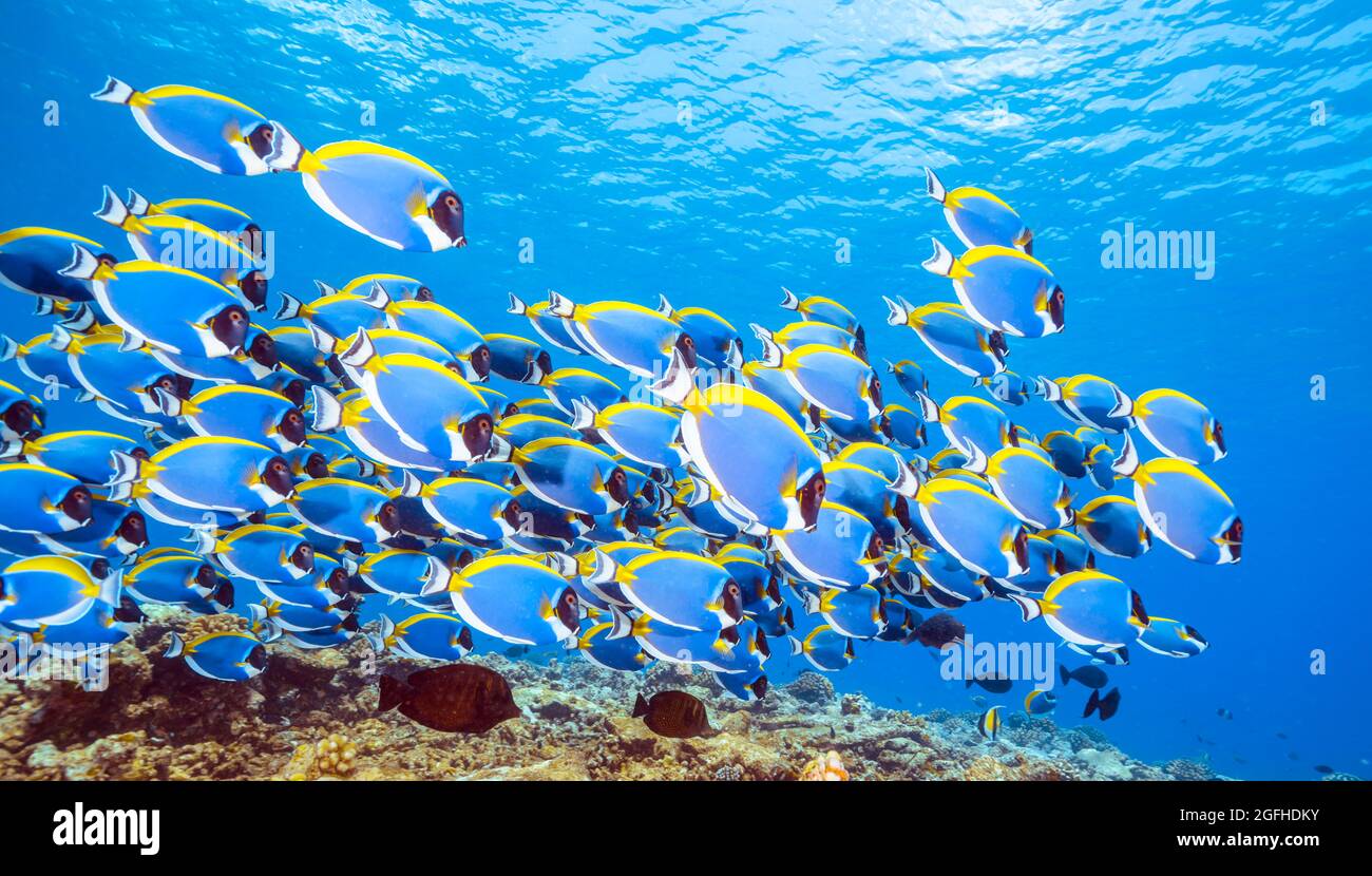 Tang fish school hi-res stock photography and images - Alamy