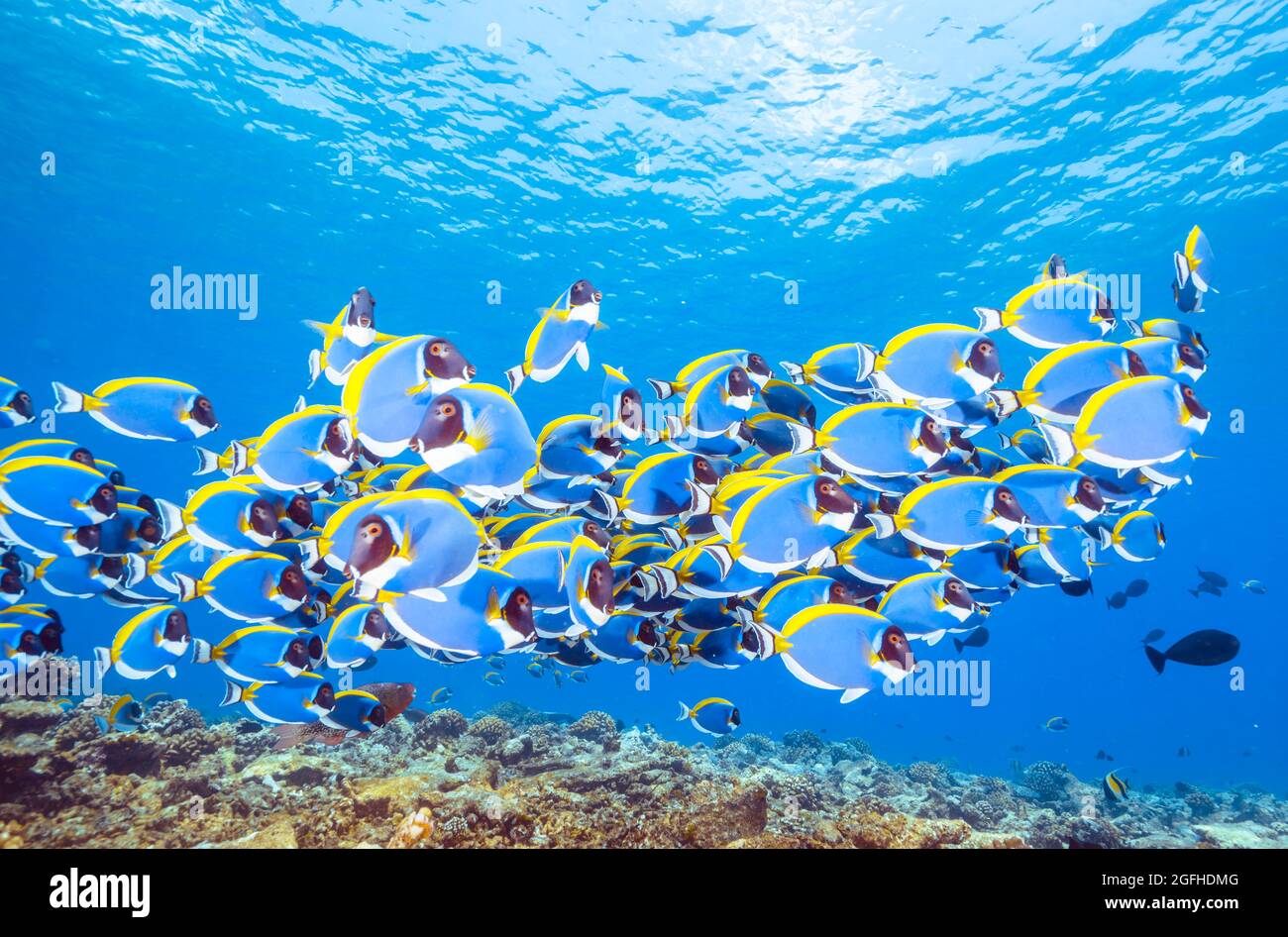 Tang fish school hi-res stock photography and images - Alamy
