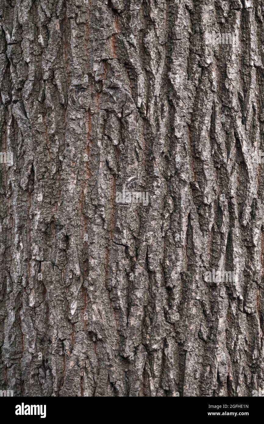 Maple Tree Bark Texture