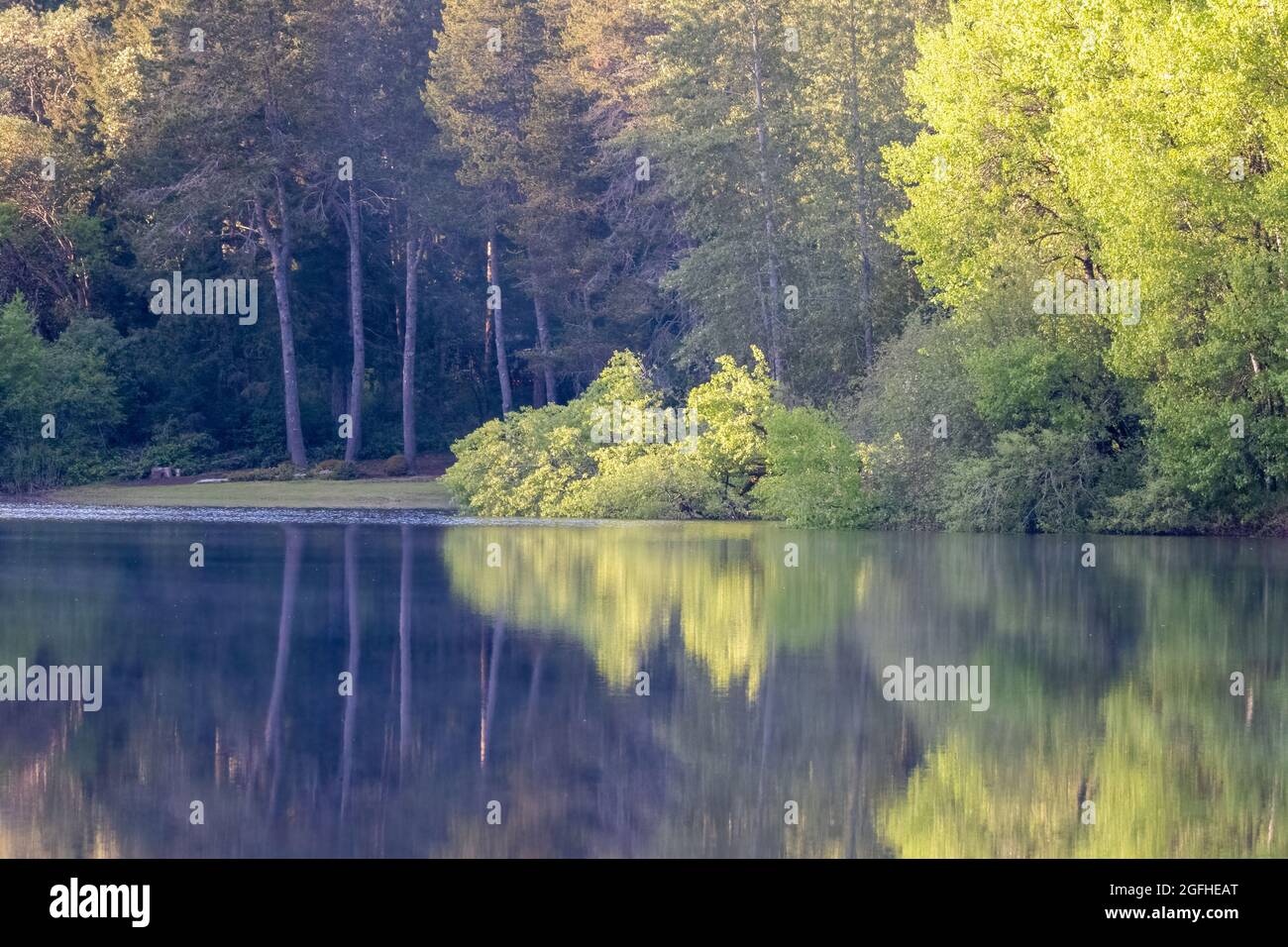dence tree line on the edge of a smooth lake Stock Photo - Alamy