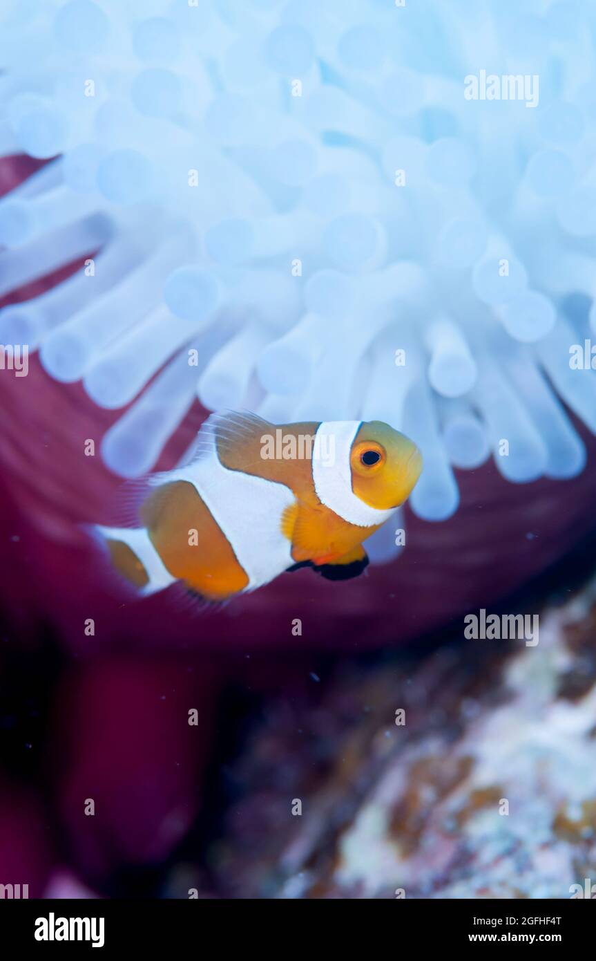Red sea bleached coral hi-res stock photography and images - Alamy