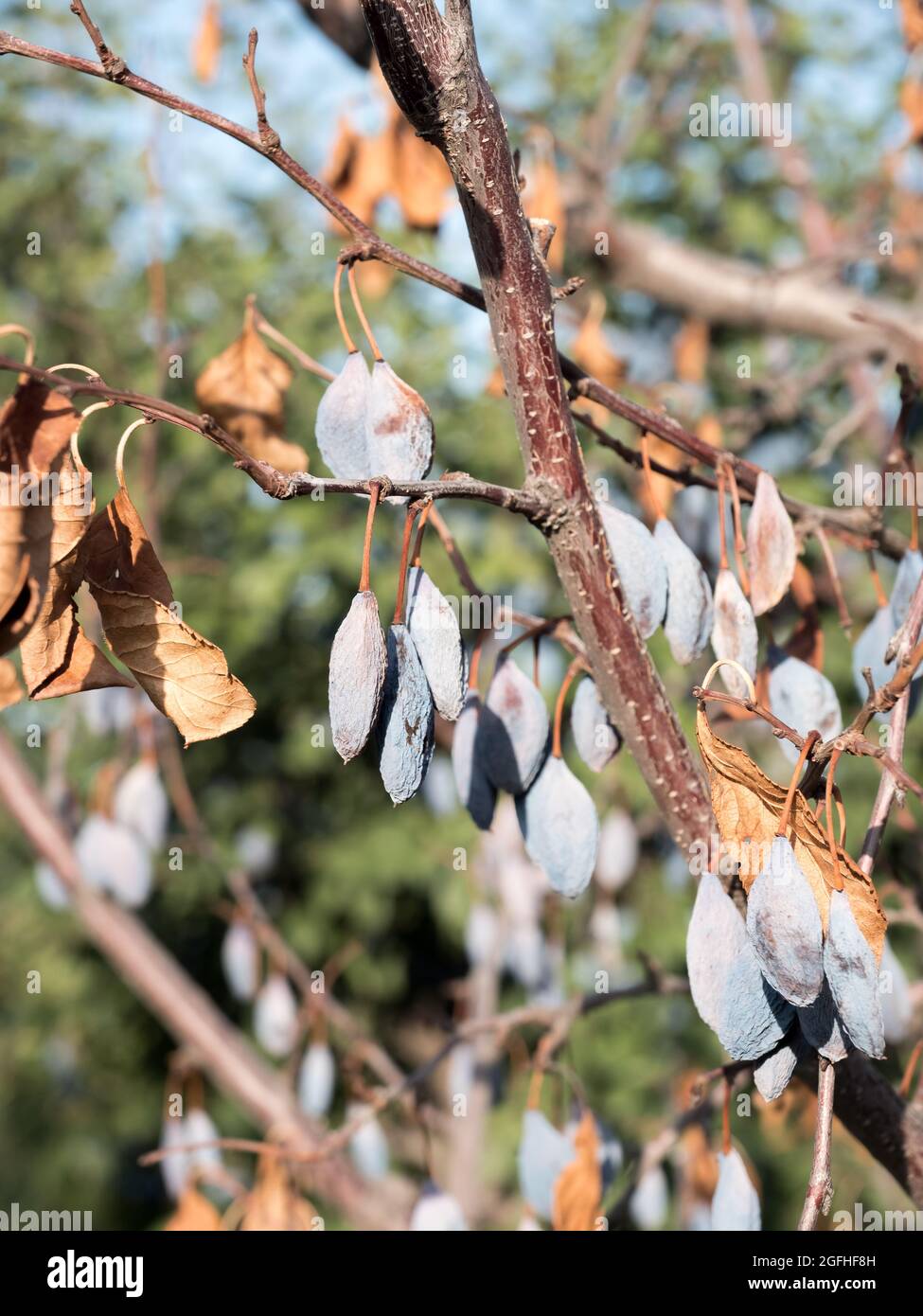 Plum tree disease hi-res stock photography and images - Alamy