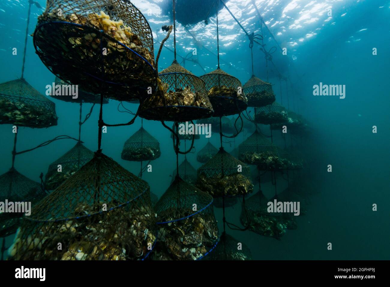 Oyster farming underwater hi-res stock photography and images - Alamy