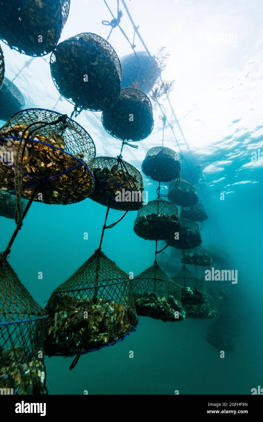 Oyster farming underwater hi-res stock photography and images - Alamy