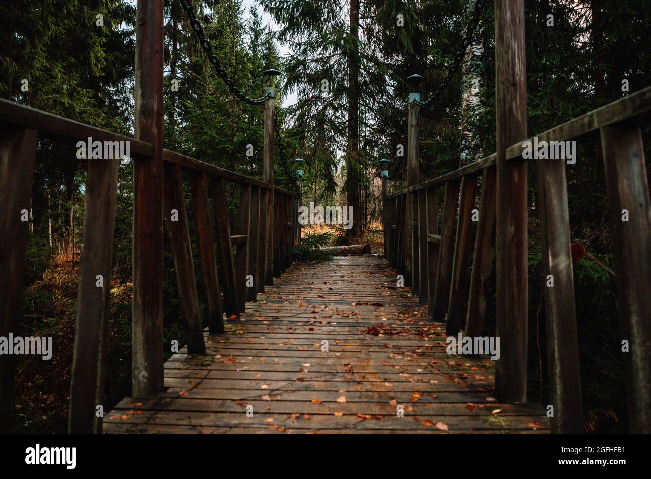 old wooden bridge with chains in a forest with fallen leaves of autumn ...