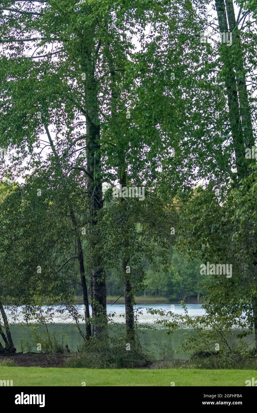 small lake behind a treeline in a local park on an overcast day Stock ...